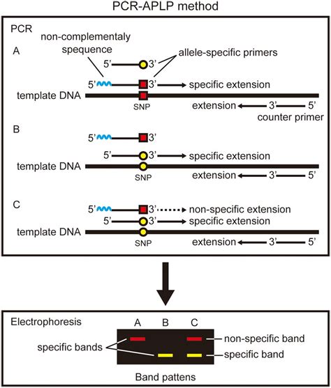 How Pcr And Gel Electrophoresis Detect Snps Shailaja Kumari Posted On The Topic Linkedin