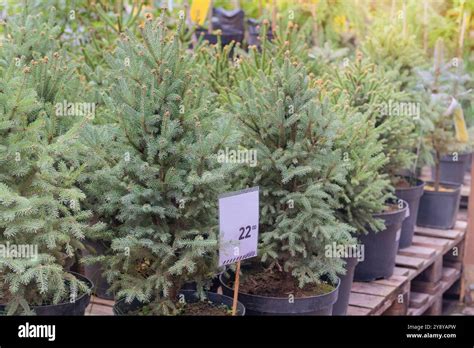 Variety Of Potted Christmas Tree Seedlings Are Sold At The Christmas Market Seedlings Of