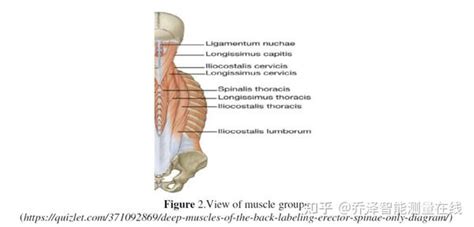 基于vicon动作捕捉系统导出的c3d文件，巴比什 波雅依大学教授and克拉约瓦大学教授使用bob人体生物力学分析软件对oina比赛中身体躯干进行生物力学参数分析 知乎
