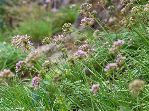 Allium Senescens Subsp Montanum česnek šerý Horský Amaryllidaceae