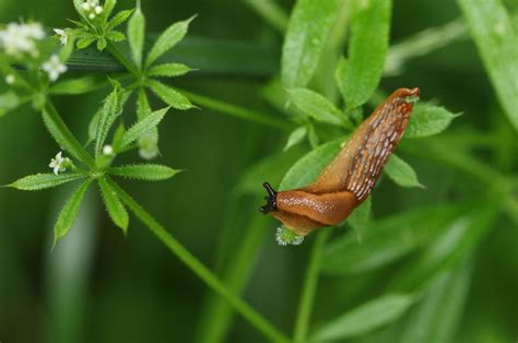 Snail Vs Slug How To Spot The Difference
