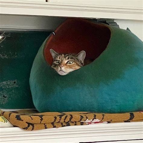 живность котэ прикольные картинки с кошками смешные картинки и другие приколы комиксы