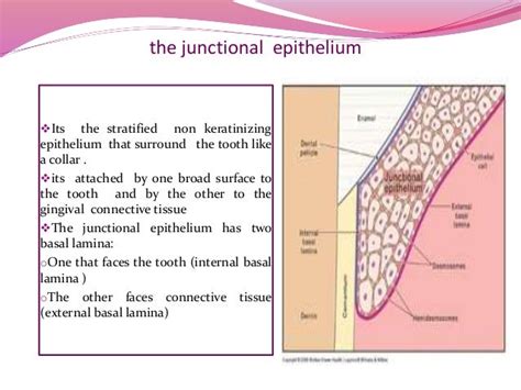 Dentinogingival Junction