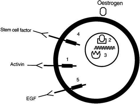 Reverse Transcriptase Polymerase Chain Reaction Detection Of Receptors Download Scientific