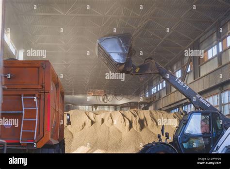 Loading Grain From The Storage Into A Grain Truck Load Wheat Grain