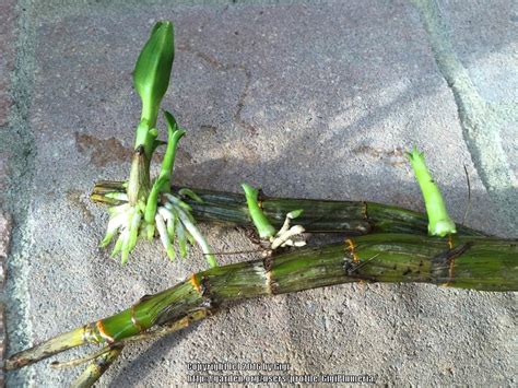 My Dendrobium Propagation Experiment In The Orchids Forum