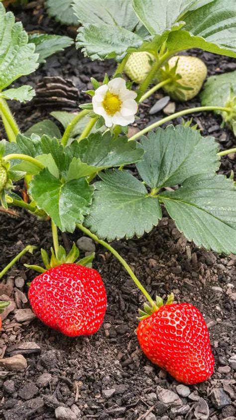 Ratan Tata Gets Harmony Foundations Mother Teresa Award 2024