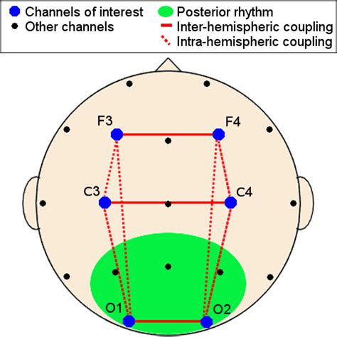 Electrode Placement On The Scalp As Seen From Above The Dominant