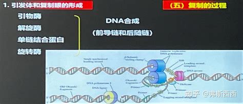 生化——dna的复制及损伤修复整理 知乎