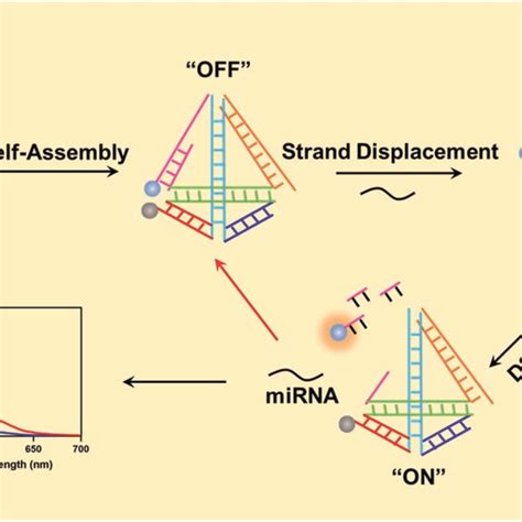 The Working Principle Of The Proposed Method For In Situ Mirna Imaging