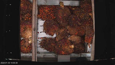 Fbb Instance Segmentation Dataset By Ffb Conveyor