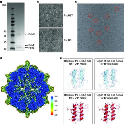 Cryo Em Structure Determination Of The L Monocytogenes Structure A
