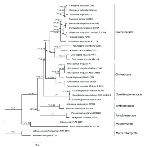 Best Maximum Likelihood Phylogeny Inferred With Iq Tree From A Download Scientific Diagram