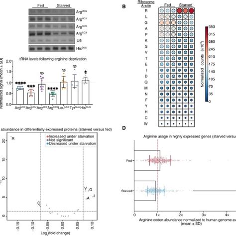 Arginine Deprivation Drives A Codon Dependent Dna Sequence Evolution