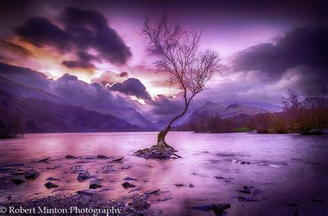 The Lone Tree Of Llyn Padarn 16 X 12 Card Mounted Print Spirit Of