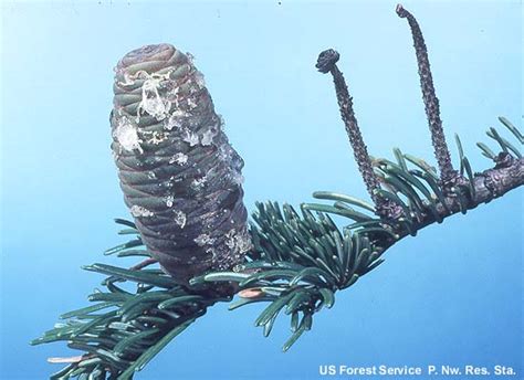 Abies Grandis Landscape Plants Oregon State University