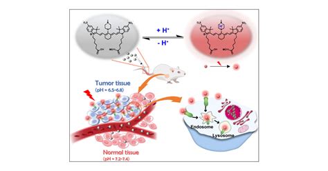 Acidity Triggered Sticky Spotlight” Cck2r Targeted Tme Sensitive Nir