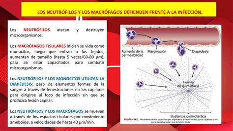 Neutrófilos Y Macrófagos Marcos Cabrera Pimentel Udocz