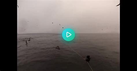 Divers Almost Getting Swallowed By Whales  On Imgur