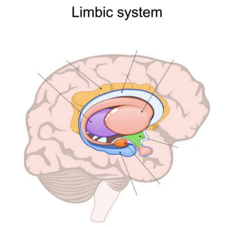 Limbic System Identify Diagram Quizlet