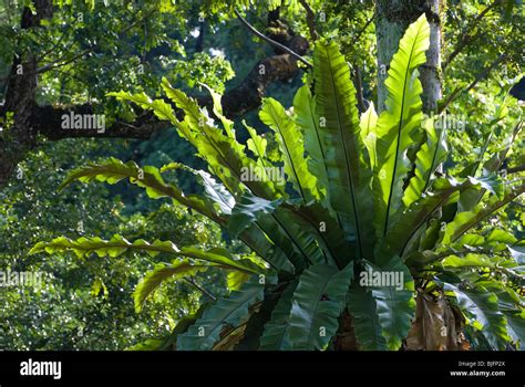 Asplenium Phyllitidis Fotos Und Bildmaterial In Hoher Auflösung Alamy