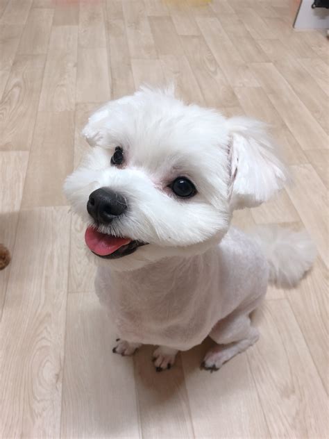 말티즈 초야 강아지 책임분양입양완료 강아지파양 고양이파양 유기견무료분양입양 아이조아요양보호소