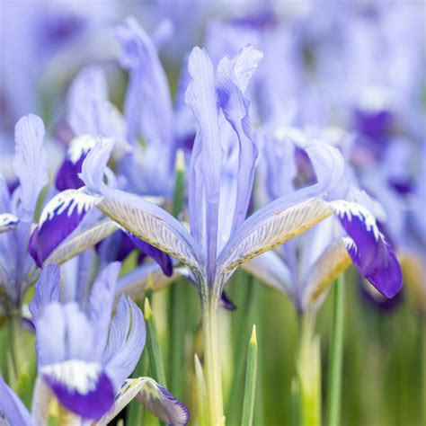 Iris Stocks And Green