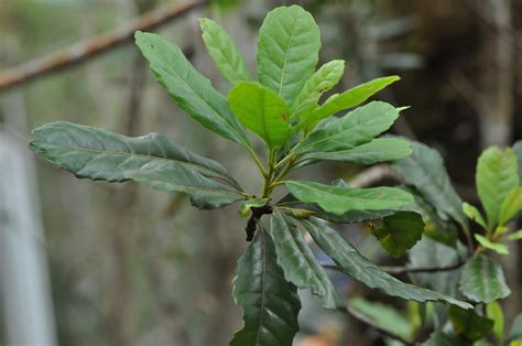Helicia Plant3 Proteaceae