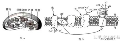 【高考】生物高考真题解析——光合作用专题 知乎