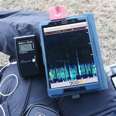 What Exactly Is An Ecologist