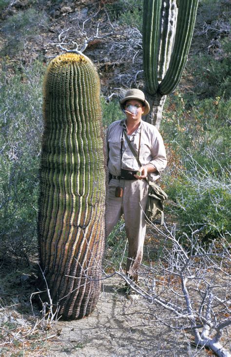 Xerophile Cactus Expeditions Purple Magazine