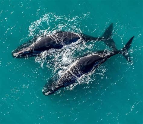 Rare Right Whales Spotted Off Destin In Historic Gulf Sighting 30a
