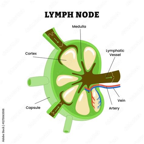 Lymph Node Structure Anatomy Labeled Cortex Medulla Lymphatic Vessel