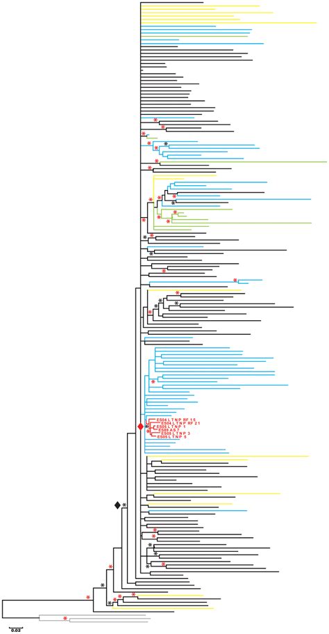 Phylogenetic Tree From The Bayesian Mcmc Mrbayes Analysis The 50