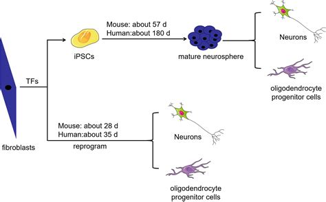 Somatic Stem Cell Example