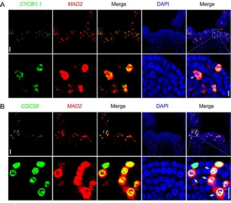 Figure 1 From Short Of Rna Localization By Fish 1 2 Visualization Of