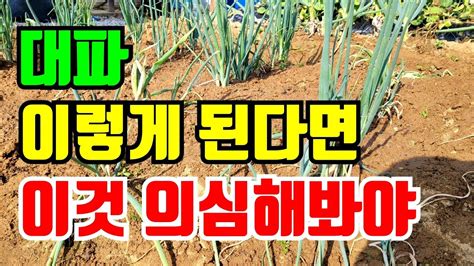 어린 대파가 시들시들 말라갈때 꼭 확인하세요 그냥 두면 못먹어요 Youtube