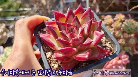 예쁜 다육이 꼬리별 And 누다금 ~💕 창 전문 다육이 농장 루시다육에서 왔어요 Youtube