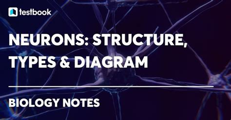 Structure Of Neurons What Is A Neuron Types Structure Parts