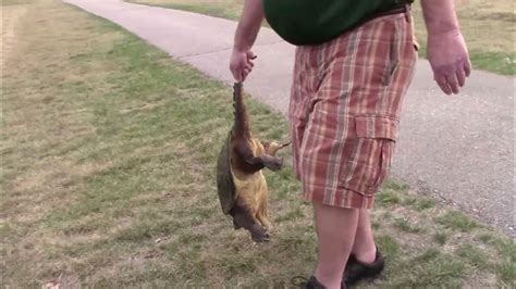 The proper way to carry a snapping turtle - YouTube
