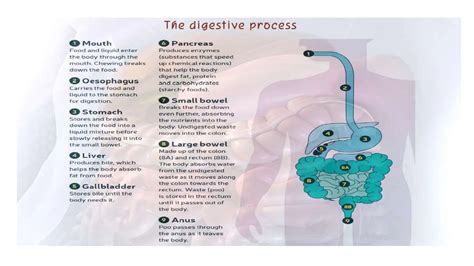 The Digestive System Overview And Introduction Pptx Nutrition Healthy Living