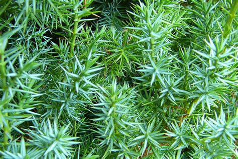 Juniper Star Power For Sale Shop Stuarts Stuarts Landscaping And Garden Center Inc