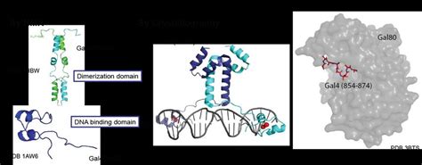 1 Structures Of Gal4 Domains A Various Structures Of The Gal4 Dbd And