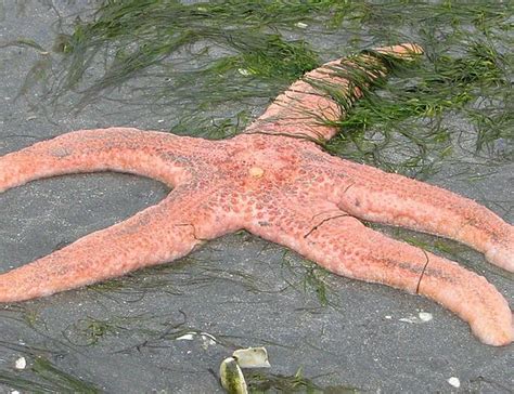 17 Types Of Starfish Species Habitats Diets