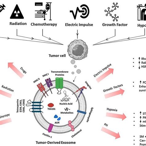 Comparisons Between Trypsin And Proteinase K Hsp90α On Exosomes From