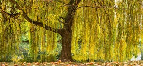 Tree Roots And Property Damage Whose Responsibility