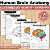 Human Brain Anatomy Human Brain Parts Labeling Worksheetswordsearch