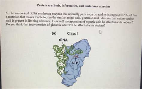 Solved Protein Synthesis Informatics And Mutations Chegg Com