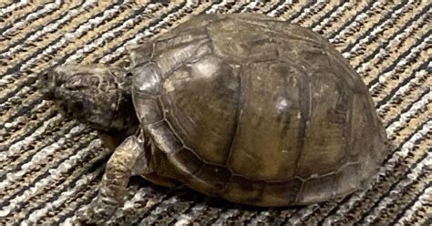 Very Stl Pd Story About A Basement Turtle Rstlouis