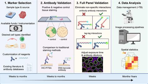 Phases Of Panel Development And Validation For Multiplexed